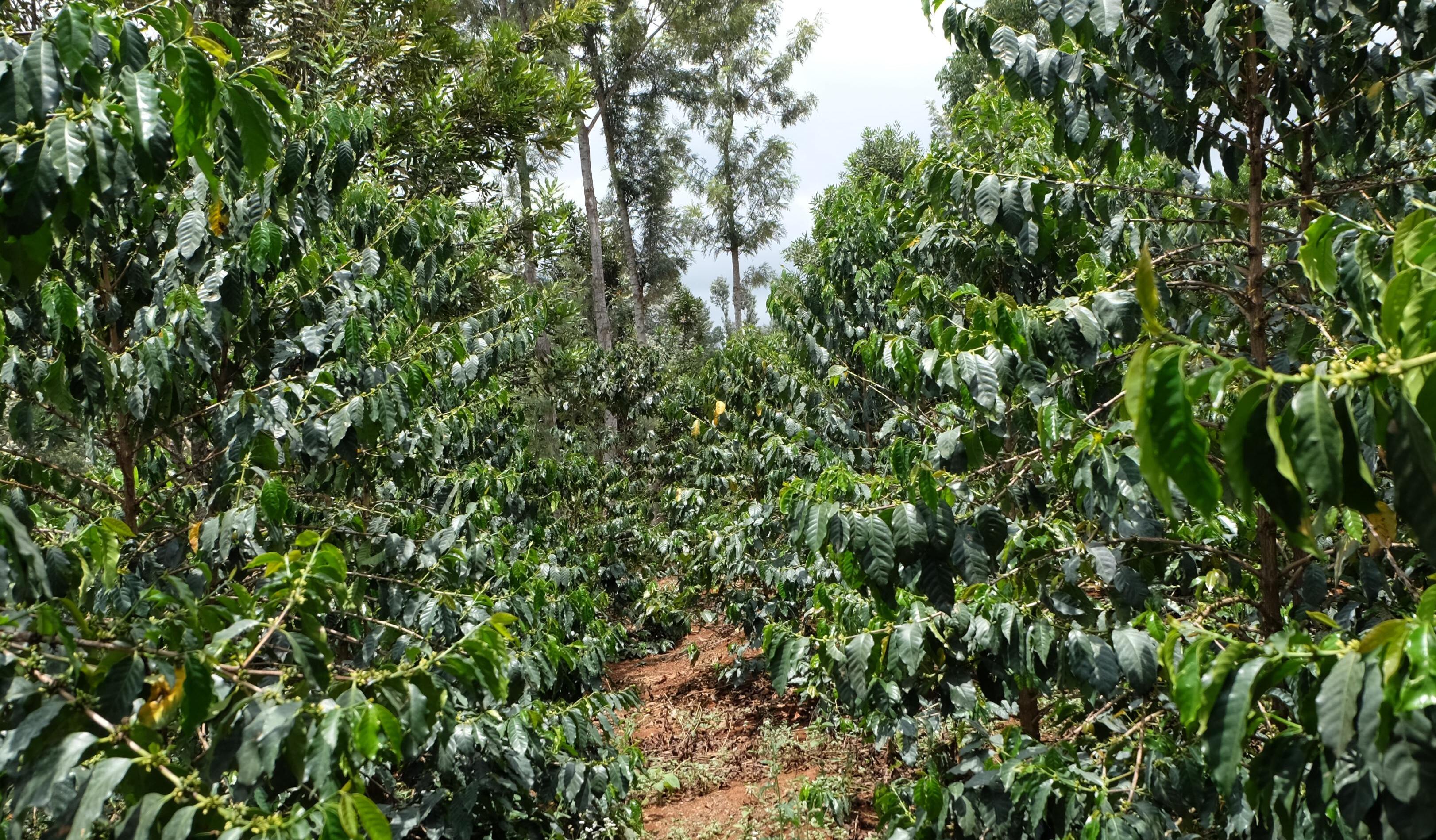 福袋コーヒー ENDEBESS - KENYA – LIGHT UP COFFEE