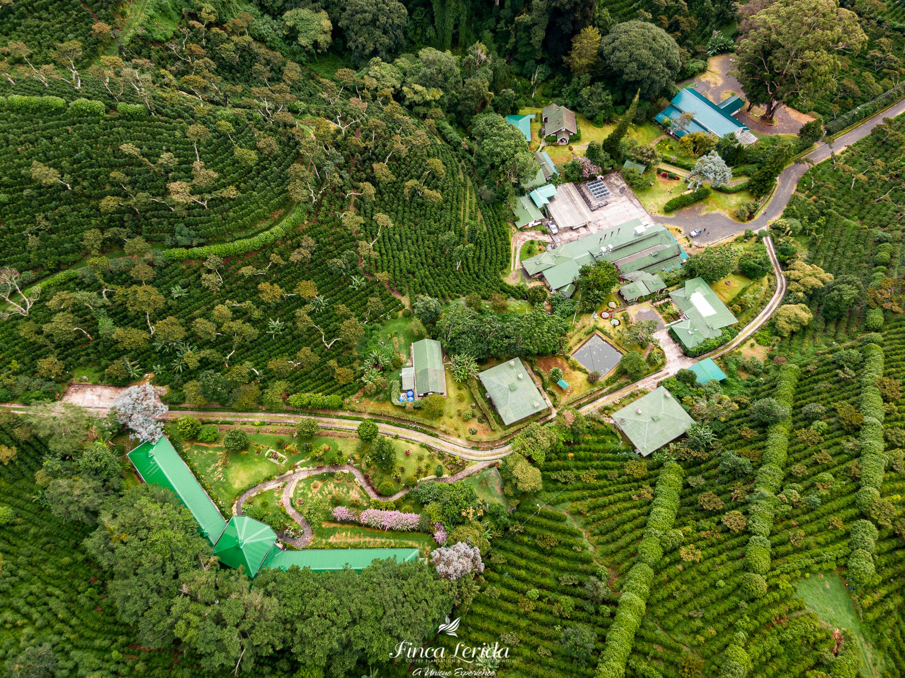 福袋コーヒー FINCA LERIDA GEISHA - PANAMA – LIGHT UP COFFEE