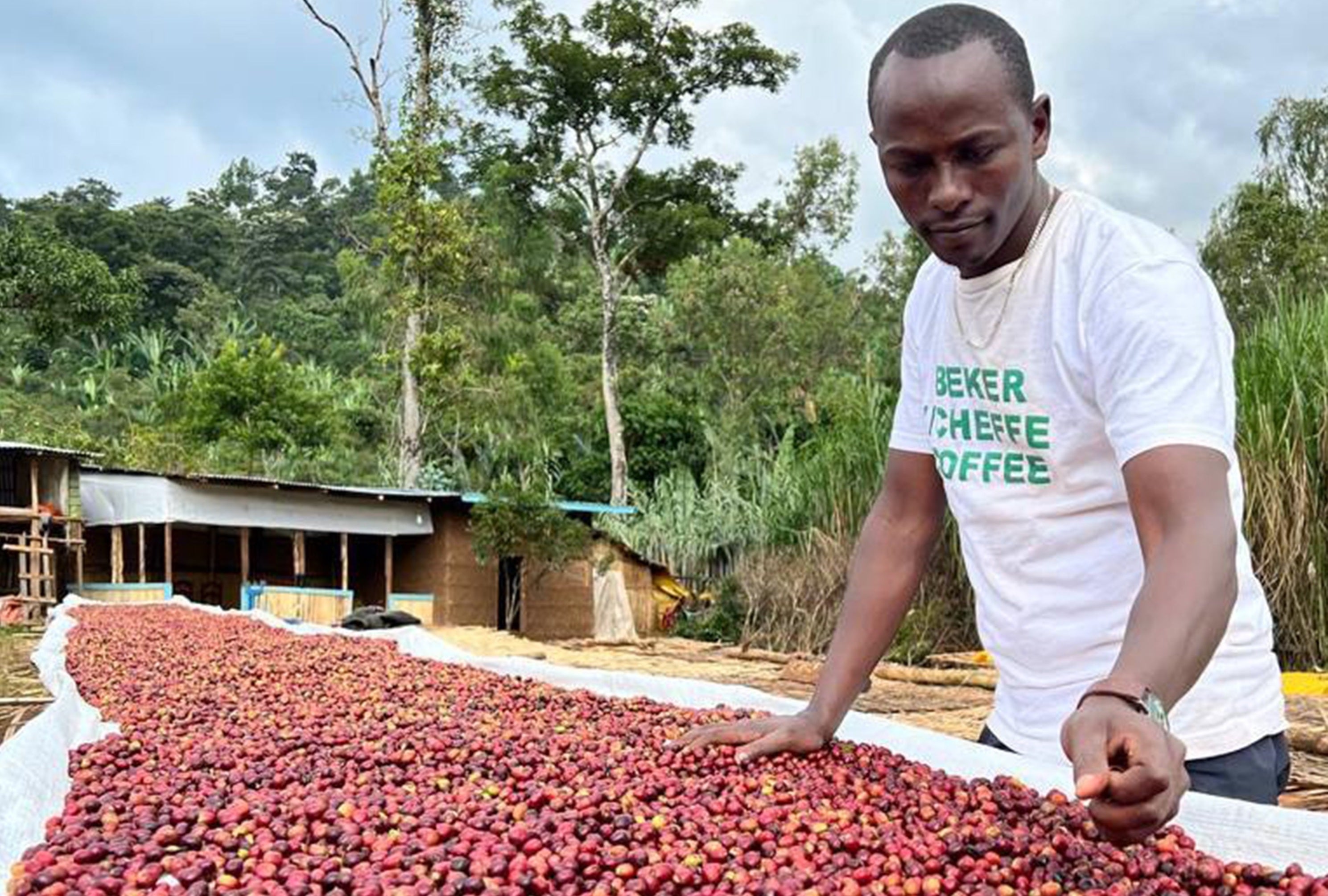 クリスマスをイメージして仕入れたコーヒー、「ハイレ-エチオピア」 – LIGHT UP COFFEE